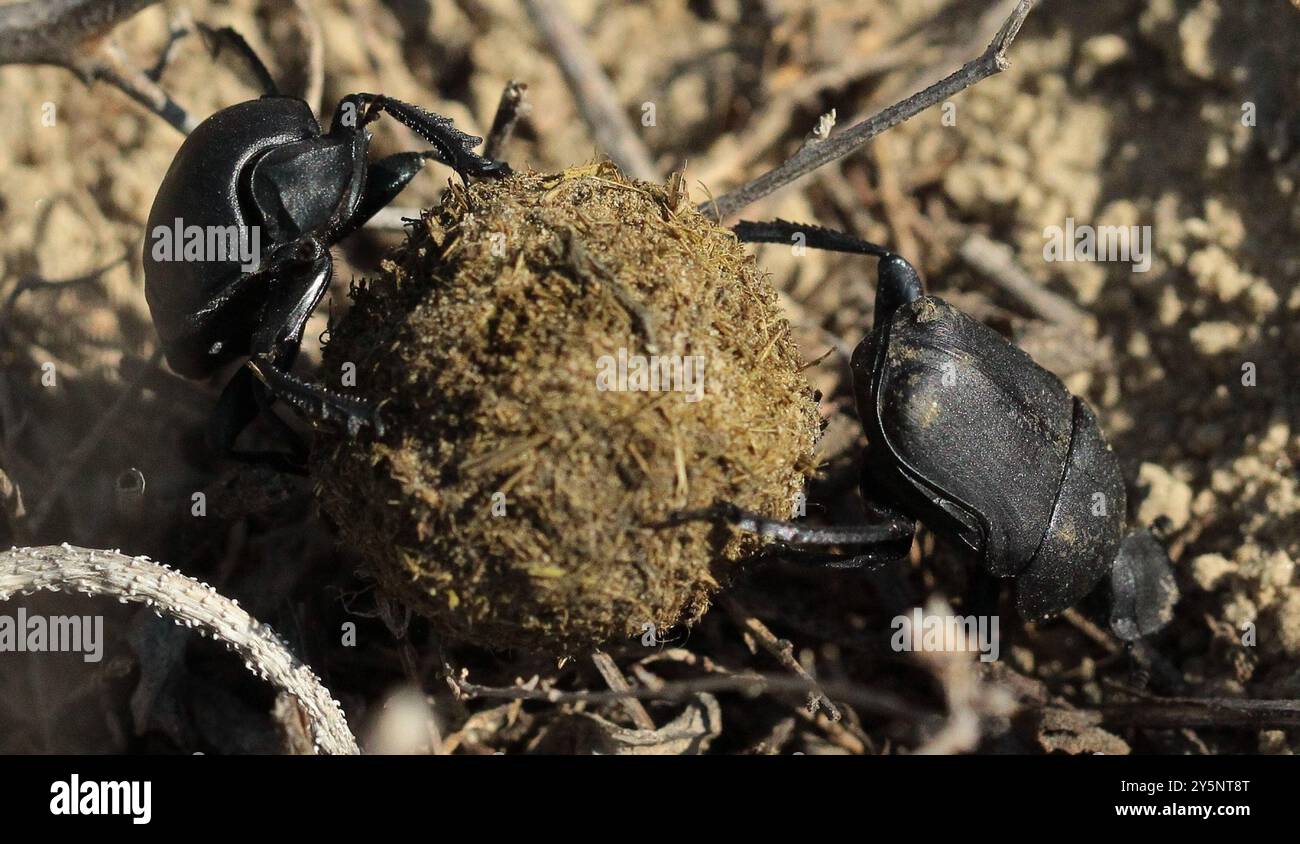 Gymnopleurus mopsus hi-res stock photography and images - Alamy