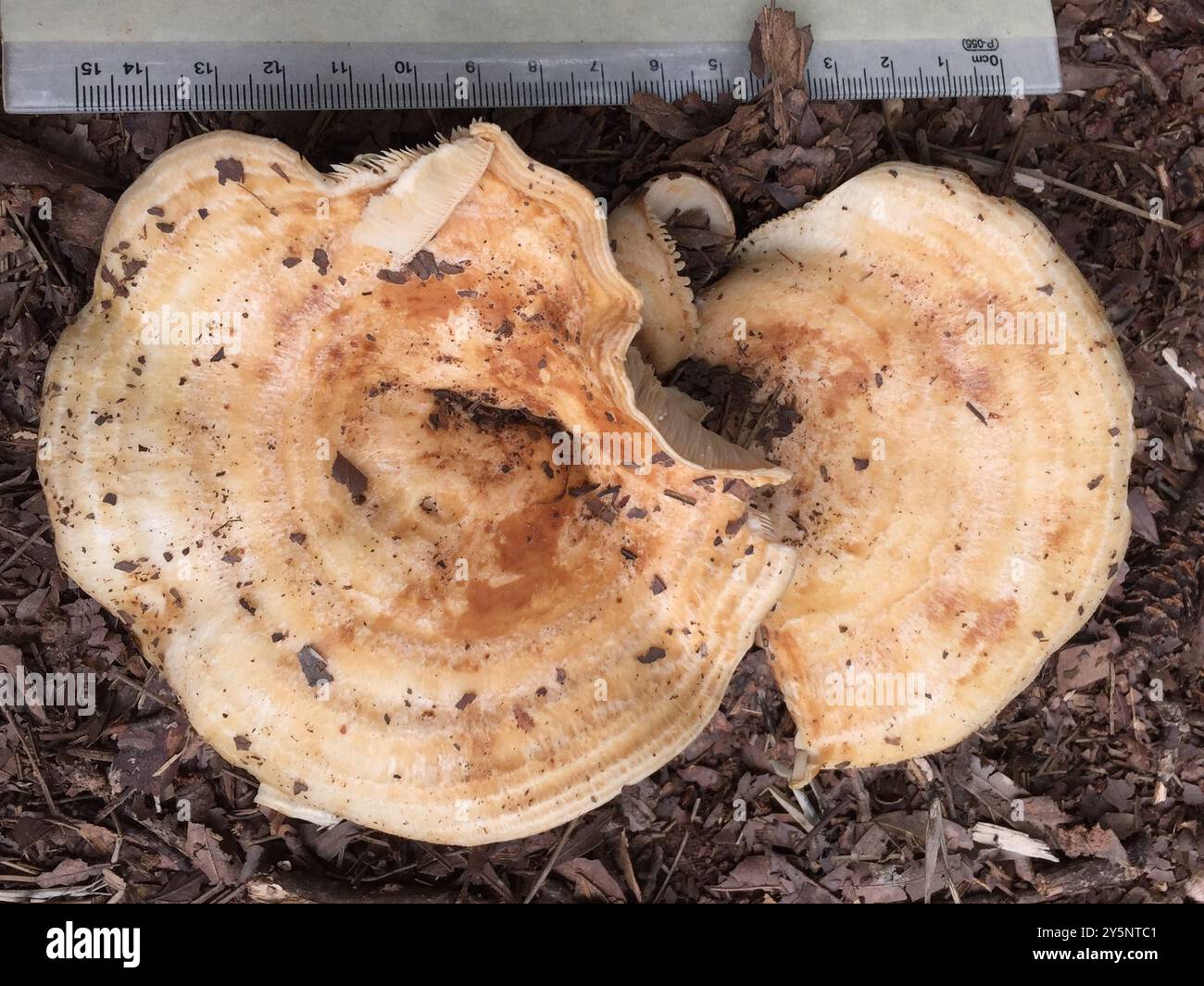 Common Milkcaps (Lactarius) Fungi Stock Photo - Alamy