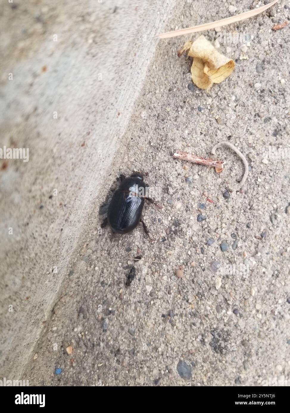 Relict Rhinoceros Beetle (Ligyrus relictus) Insecta Stock Photo - Alamy