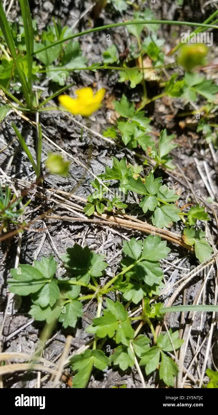 Western Buttercup (Ranunculus occidentalis) Plantae Stock Photo - Alamy