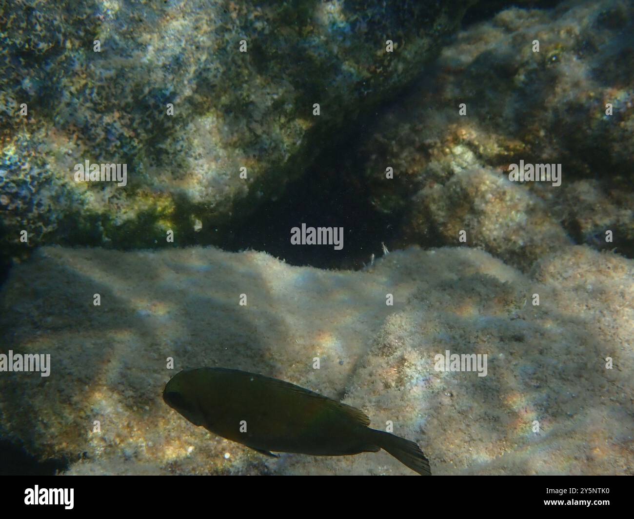 Dusky Spinefoot (Siganus luridus) Actinopterygii Stock Photo - Alamy