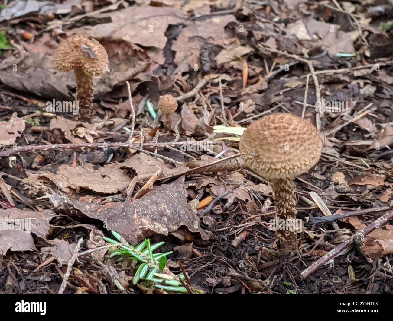 Fibercaps and Allies (Inocybaceae) Fungi Stock Photo - Alamy