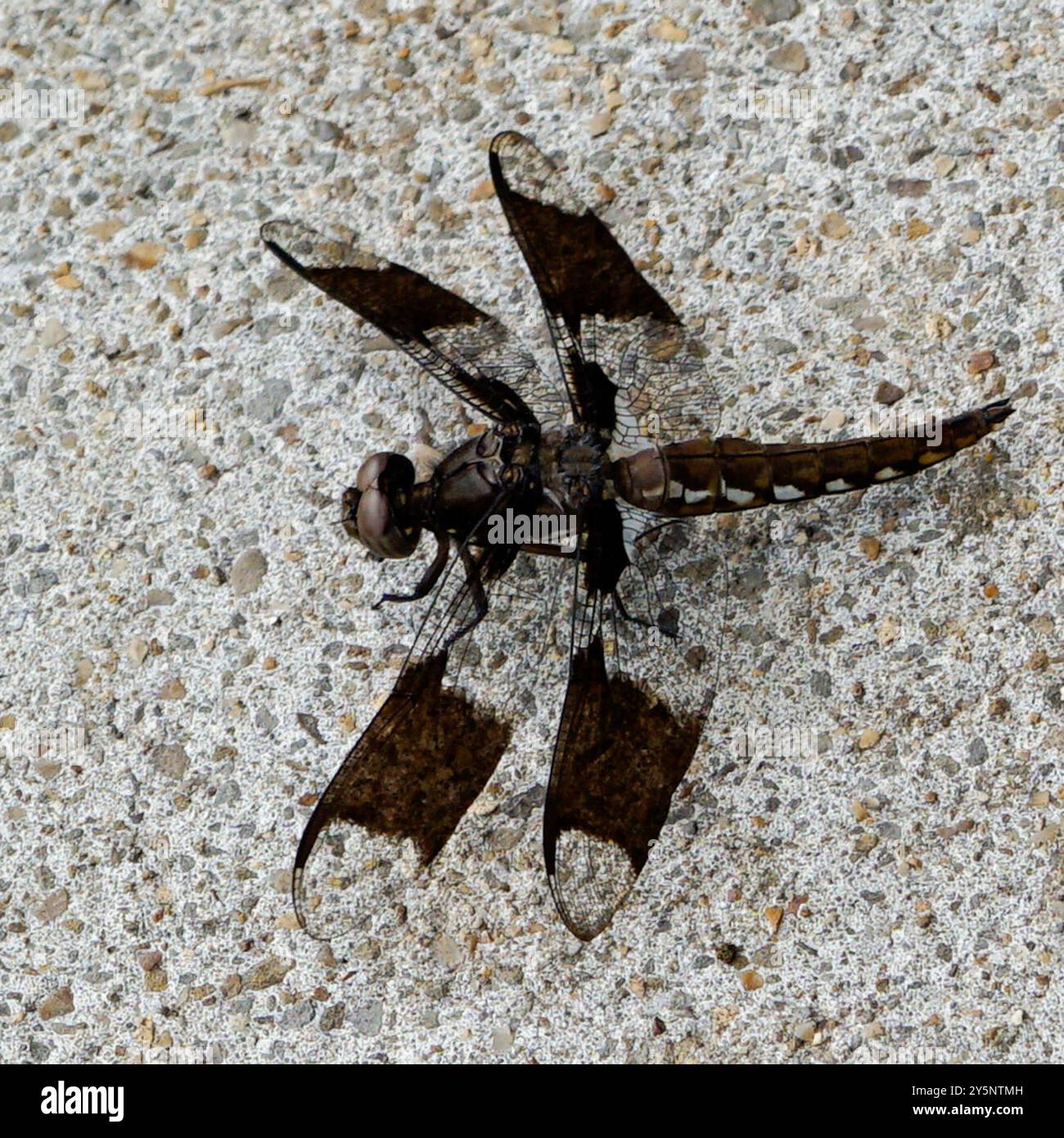 Common Whitetail (Plathemis lydia) Insecta Stock Photo - Alamy