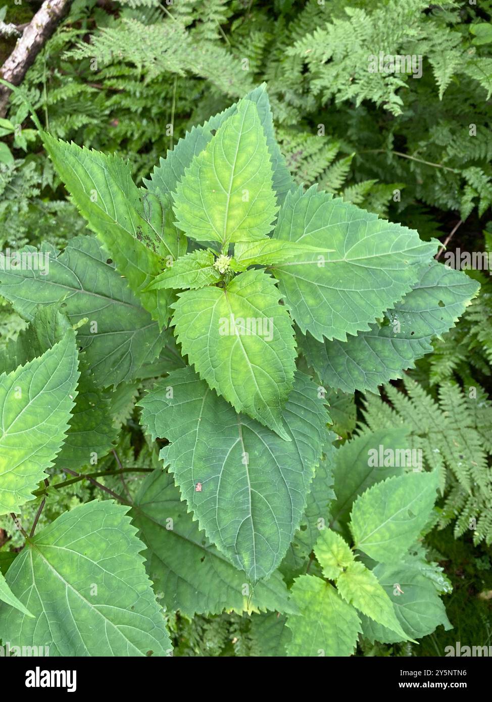 Appalachian White Snakeroot (Ageratina roanensis) Plantae Stock Photo ...