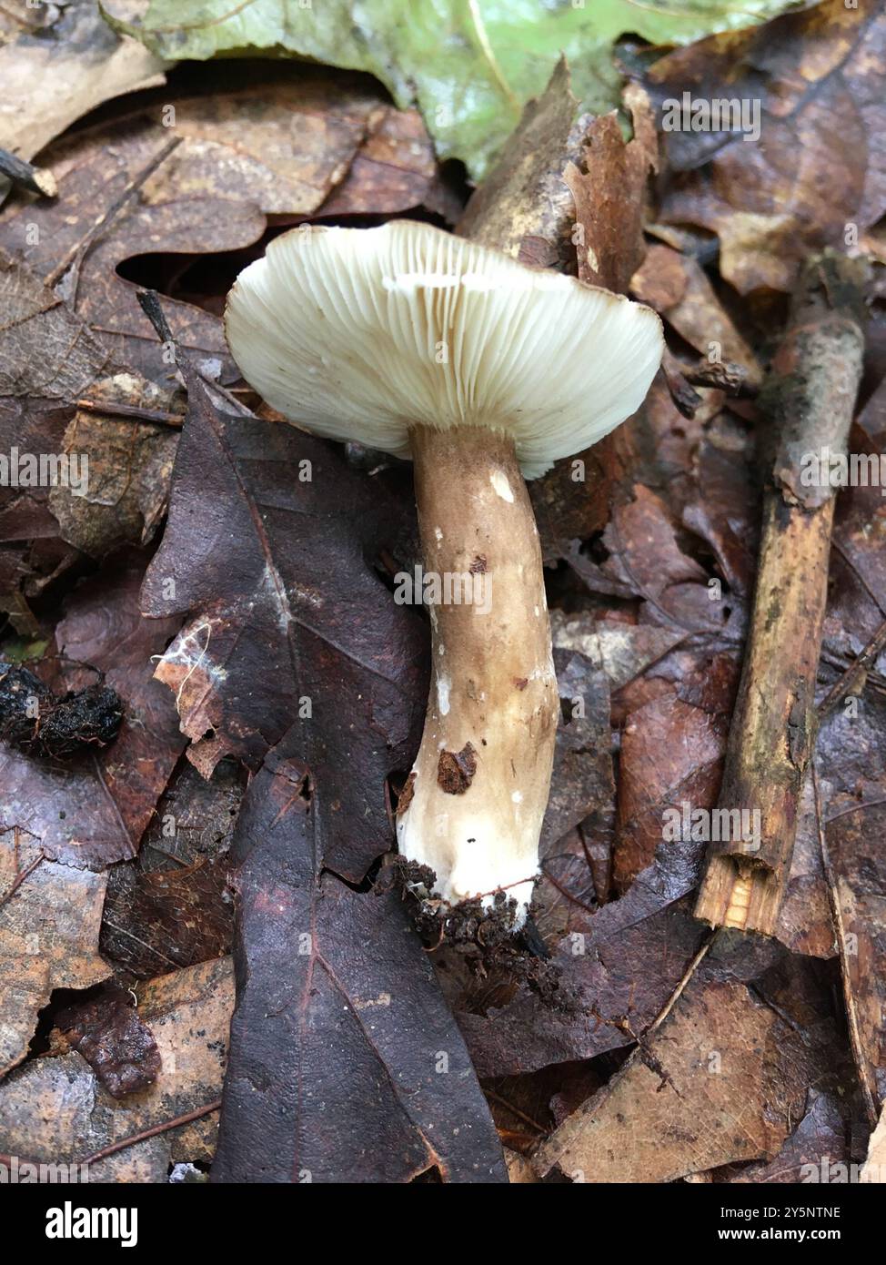 Sooty Milkcap (Lactarius fuliginosus) Fungi Stock Photo - Alamy