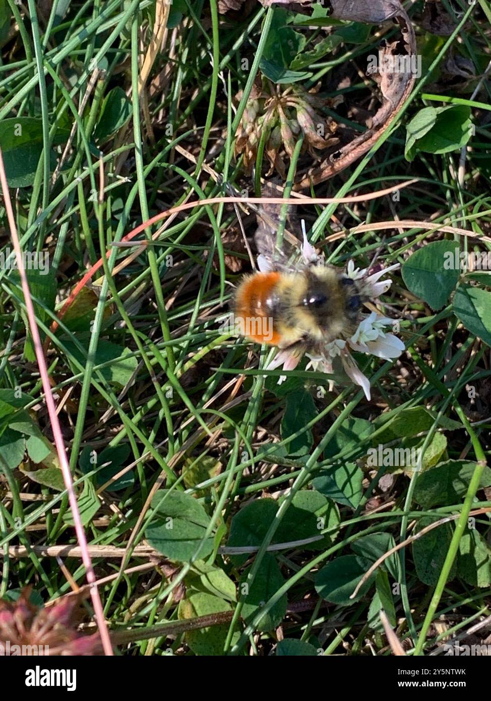 Bombus sylvicola hi-res stock photography and images - Alamy