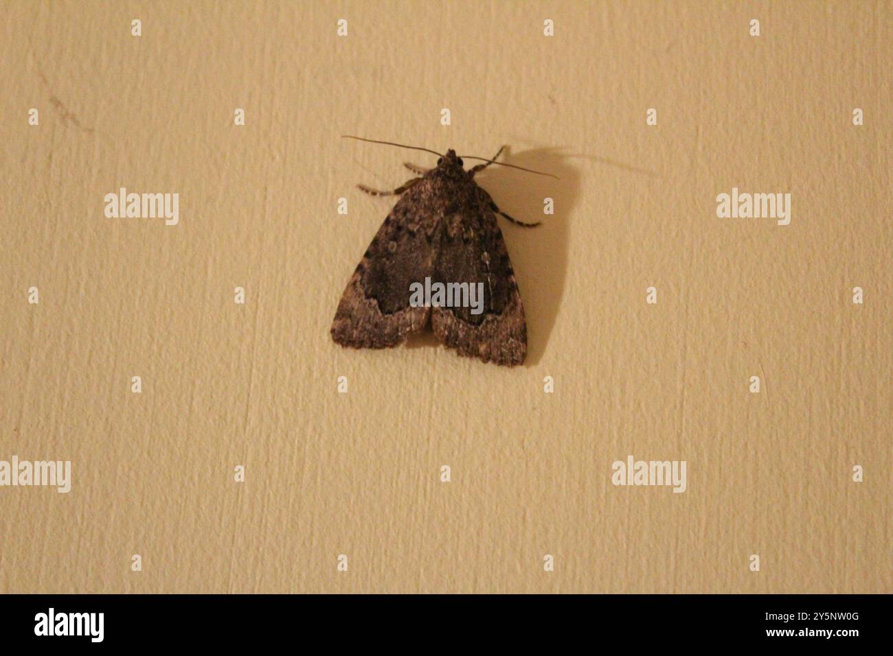 American Copper Underwing (Amphipyra pyramidoides) Insecta Stock Photo ...