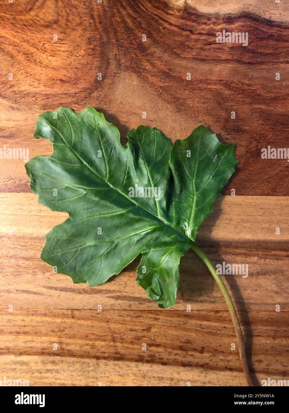 Bear's breeches (Acanthus mollis) Plantae Stock Photo - Alamy