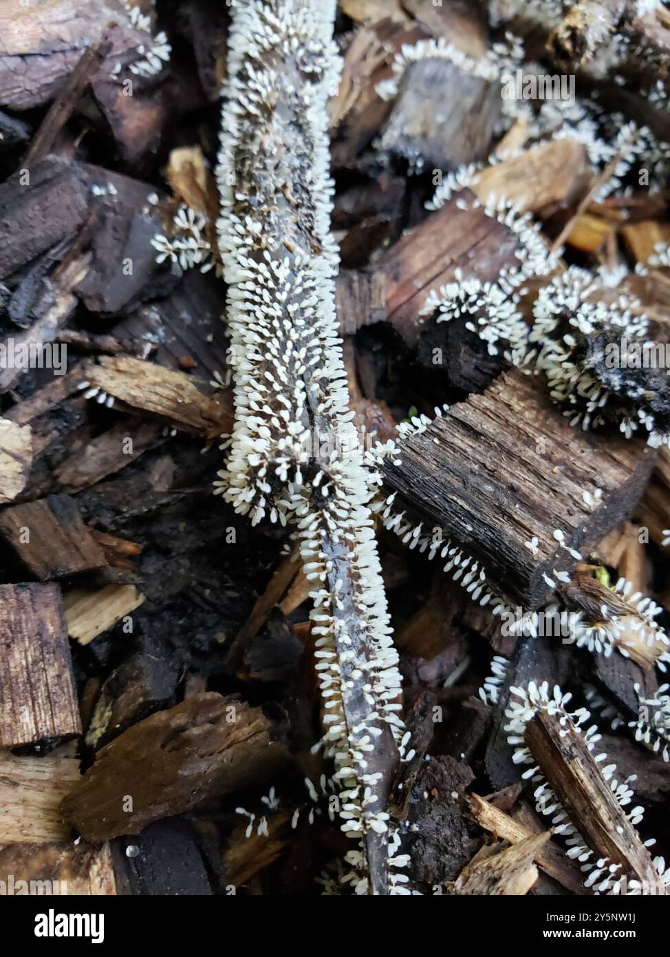 White-footed Slime (Diachea leucopodia) Protozoa Stock Photo - Alamy