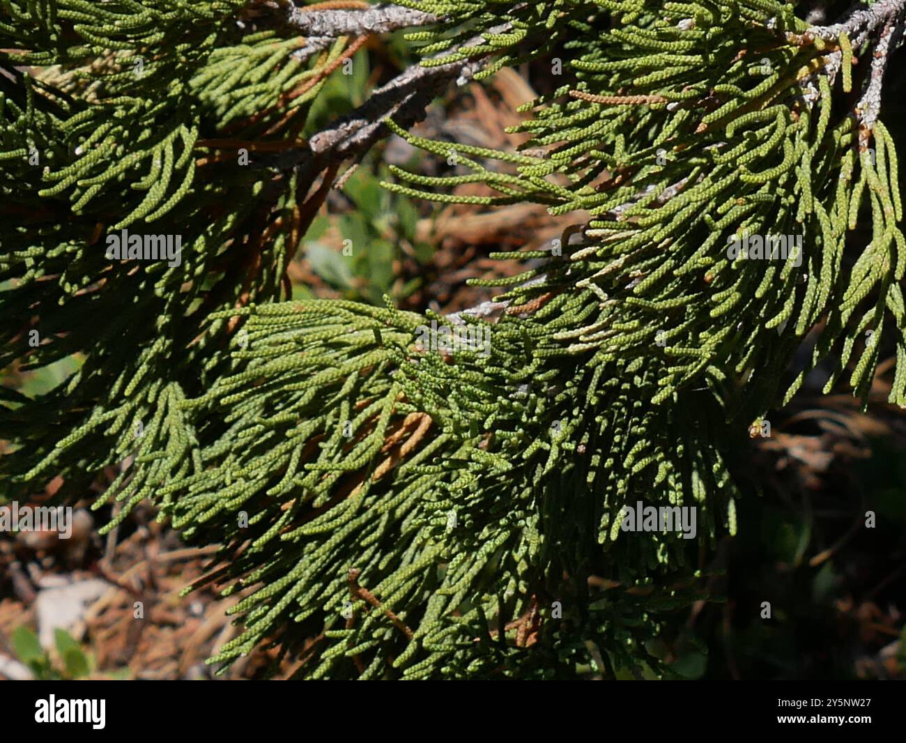 Sierra juniper (Juniperus grandis) Plantae Stock Photo - Alamy