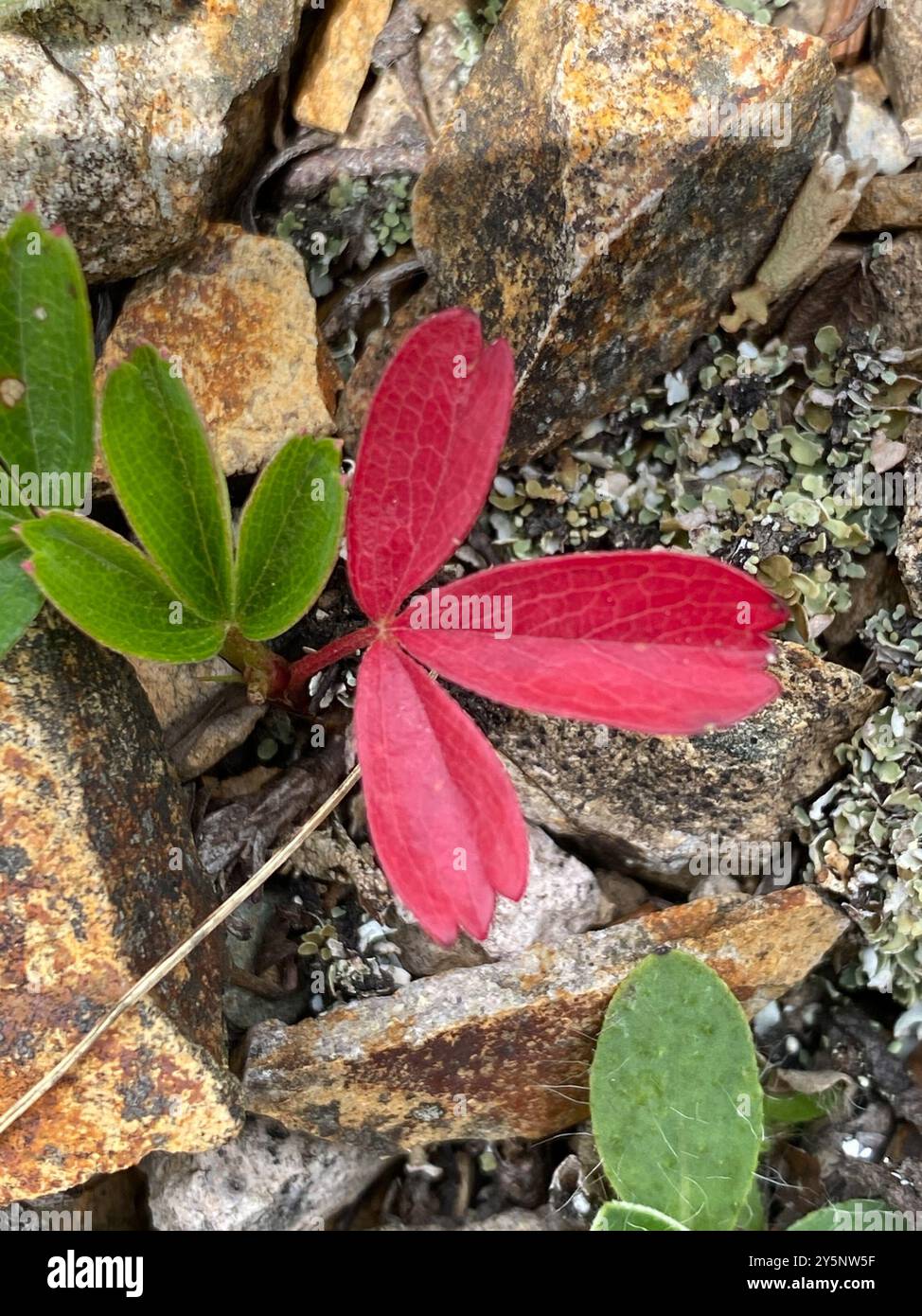 three-toothed cinquefoil (Sibbaldiopsis tridentata) Plantae Stock Photo ...