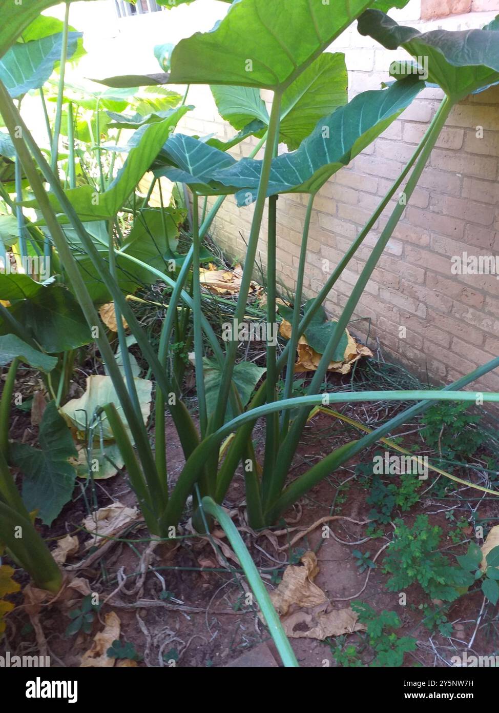 Arrowleaf Elephant's Ear (Xanthosoma sagittifolium) Plantae Stock Photo ...