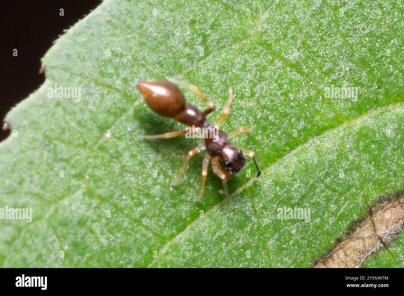 Slender Ant-mimic Jumping Spider (Synemosyna formica) Arachnida Stock ...