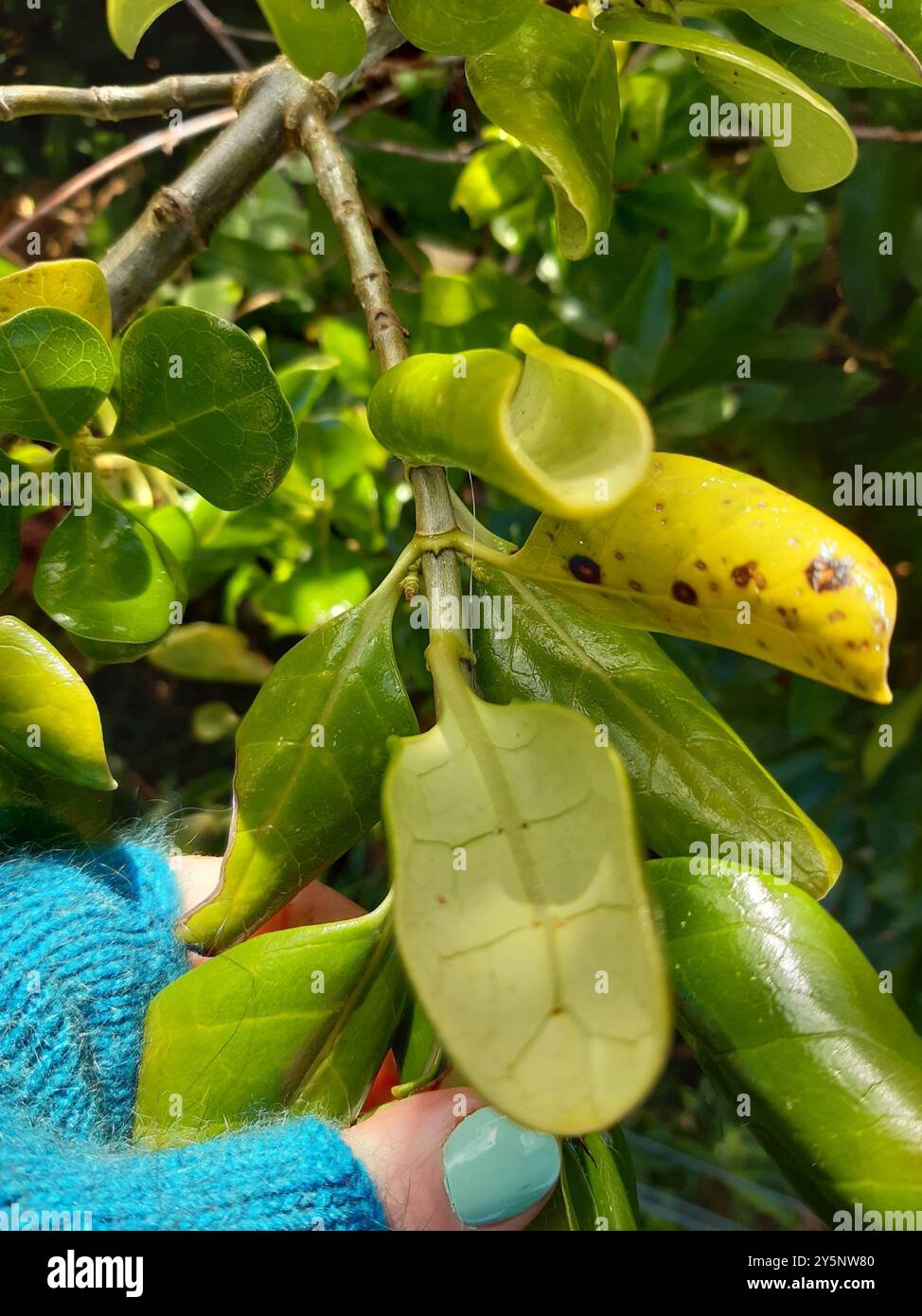 Taupata (Coprosma repens) Plantae Stock Photo - Alamy