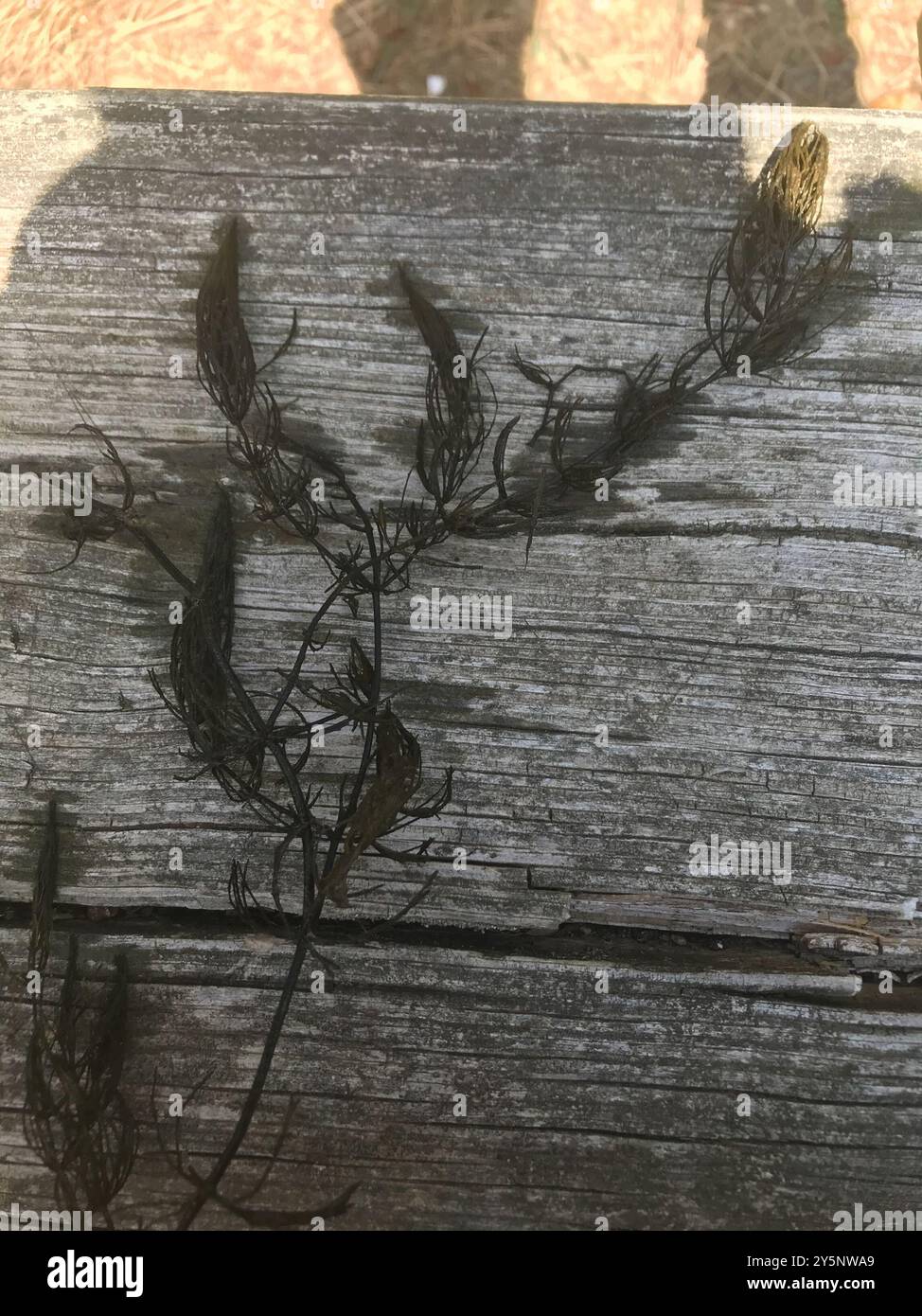 coontail (Ceratophyllum demersum) Plantae Stock Photo - Alamy