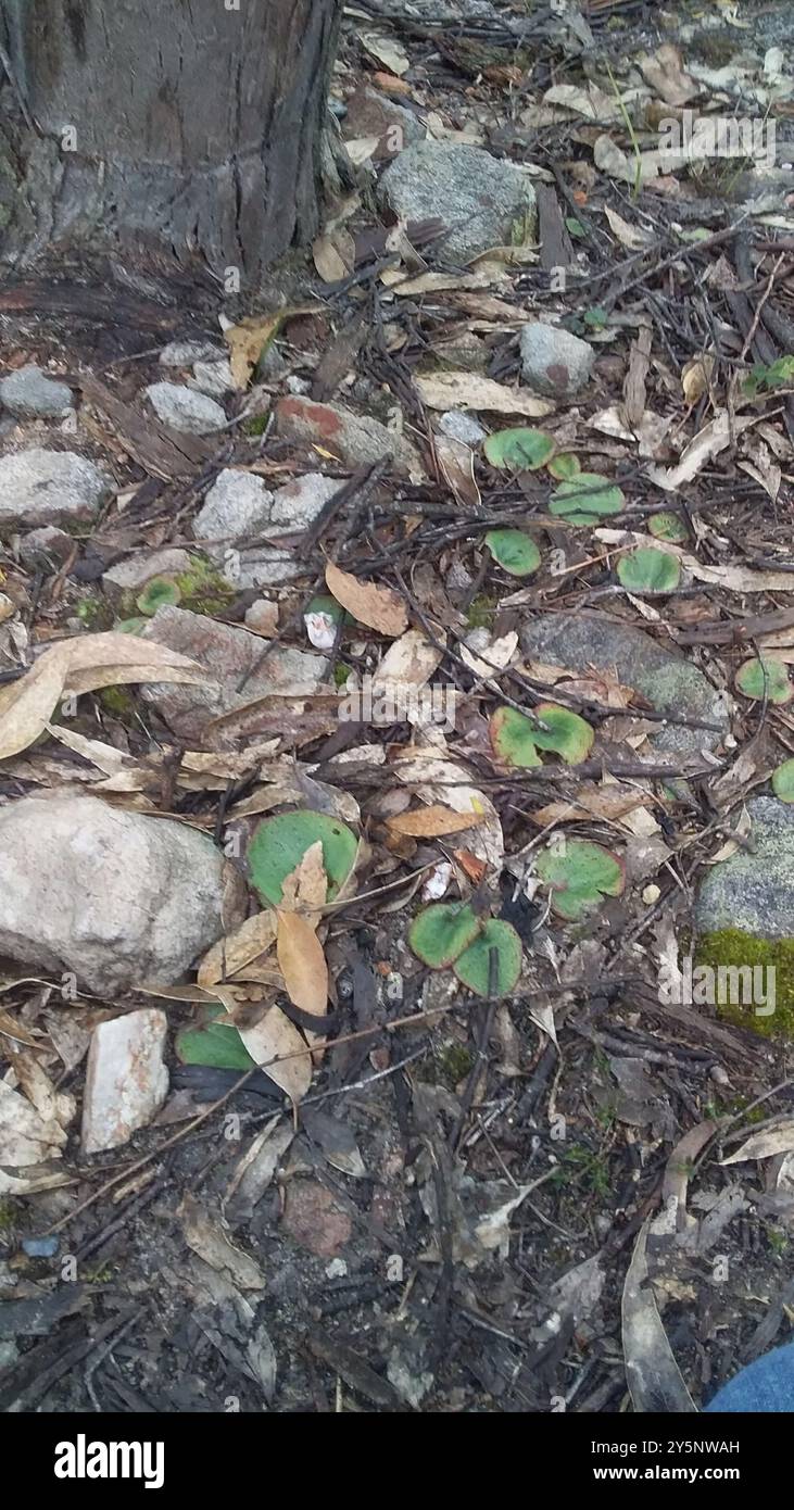 Red Beaks (Pyrorchis nigricans) Plantae Stock Photo - Alamy