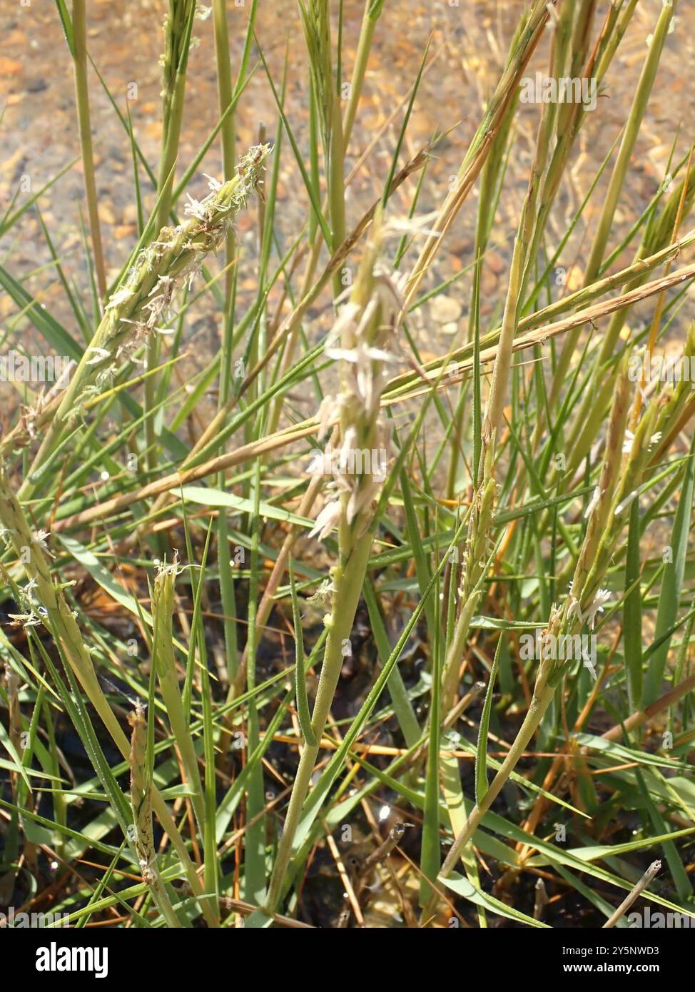 common cordgrass (Sporobolus anglicus) Plantae Stock Photo - Alamy