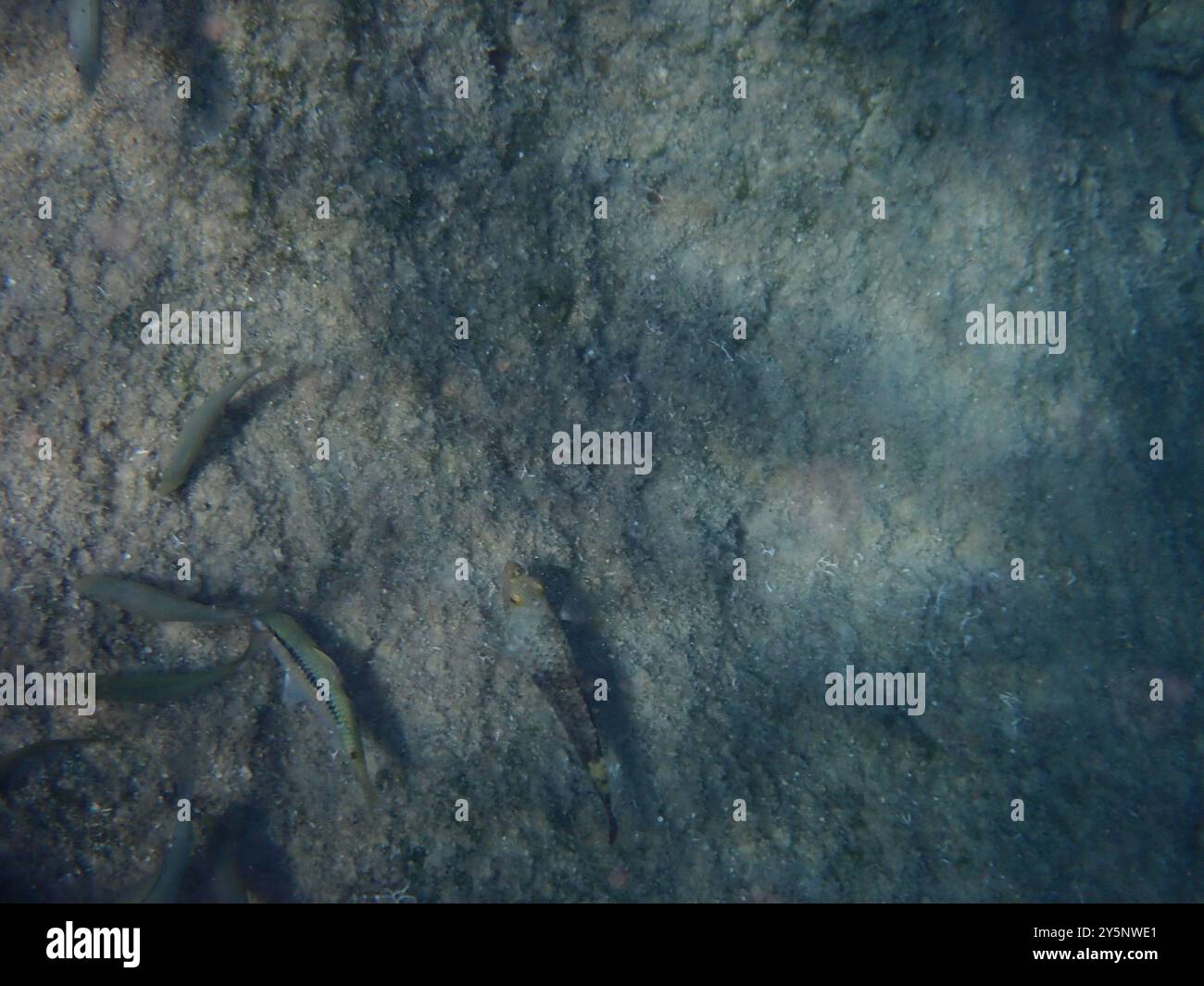 European Parrotfish (Sparisoma cretense) Actinopterygii Stock Photo - Alamy