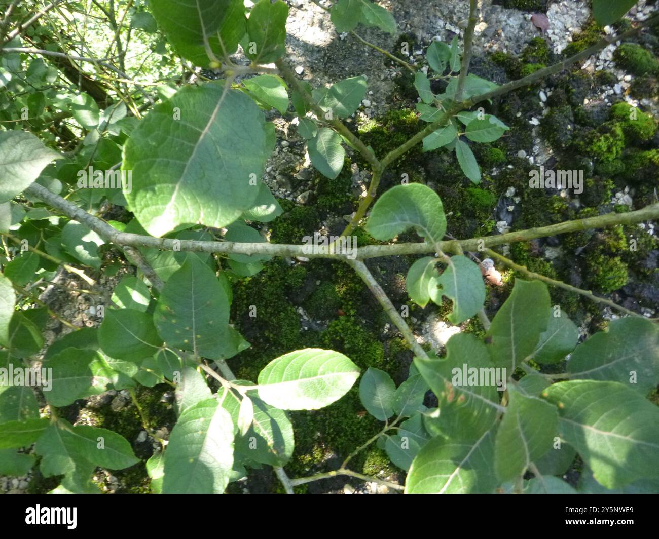 goat willow (Salix caprea) Plantae Stock Photo - Alamy