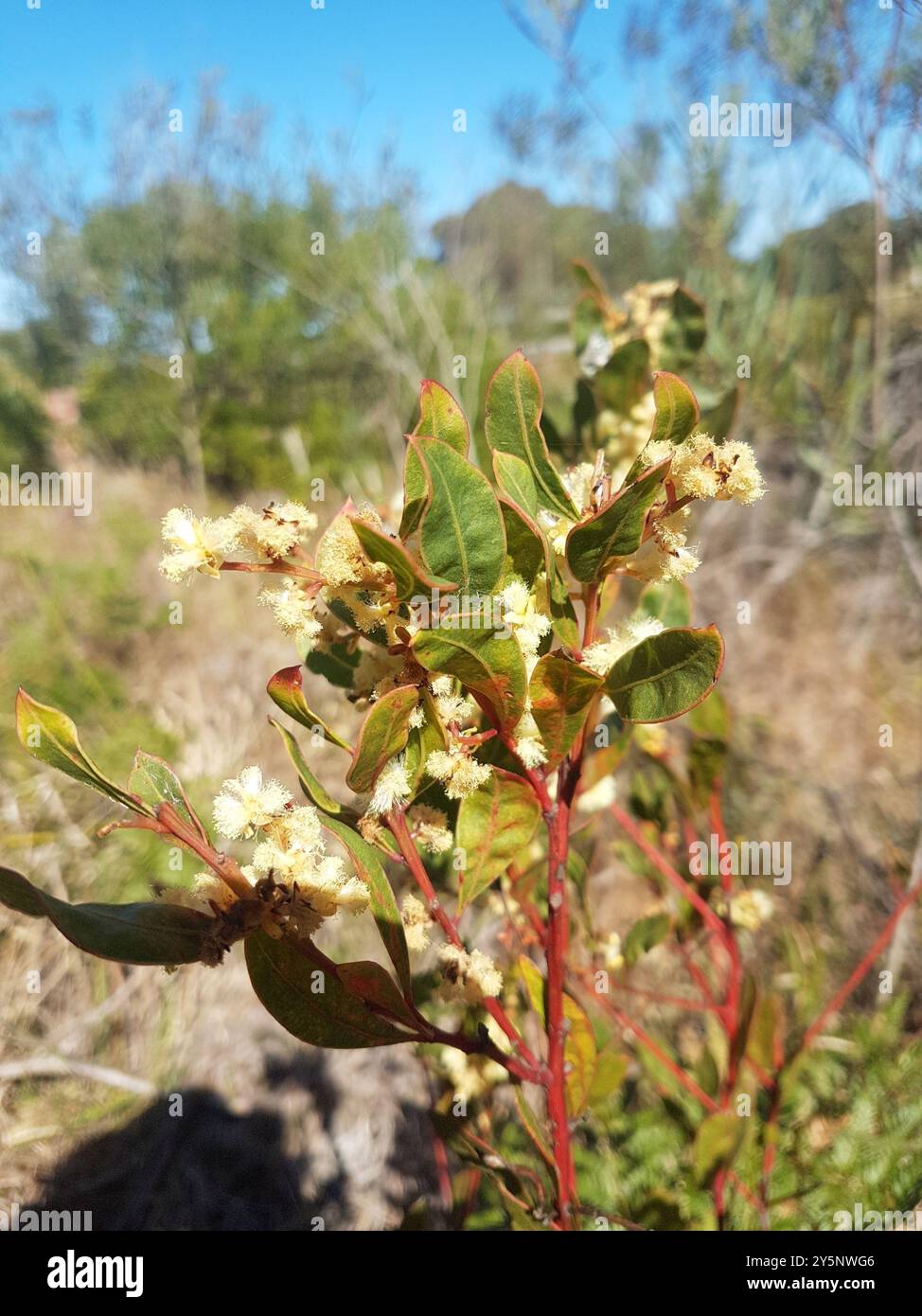 Myrtle Wattle (Acacia myrtifolia) Plantae Stock Photo - Alamy