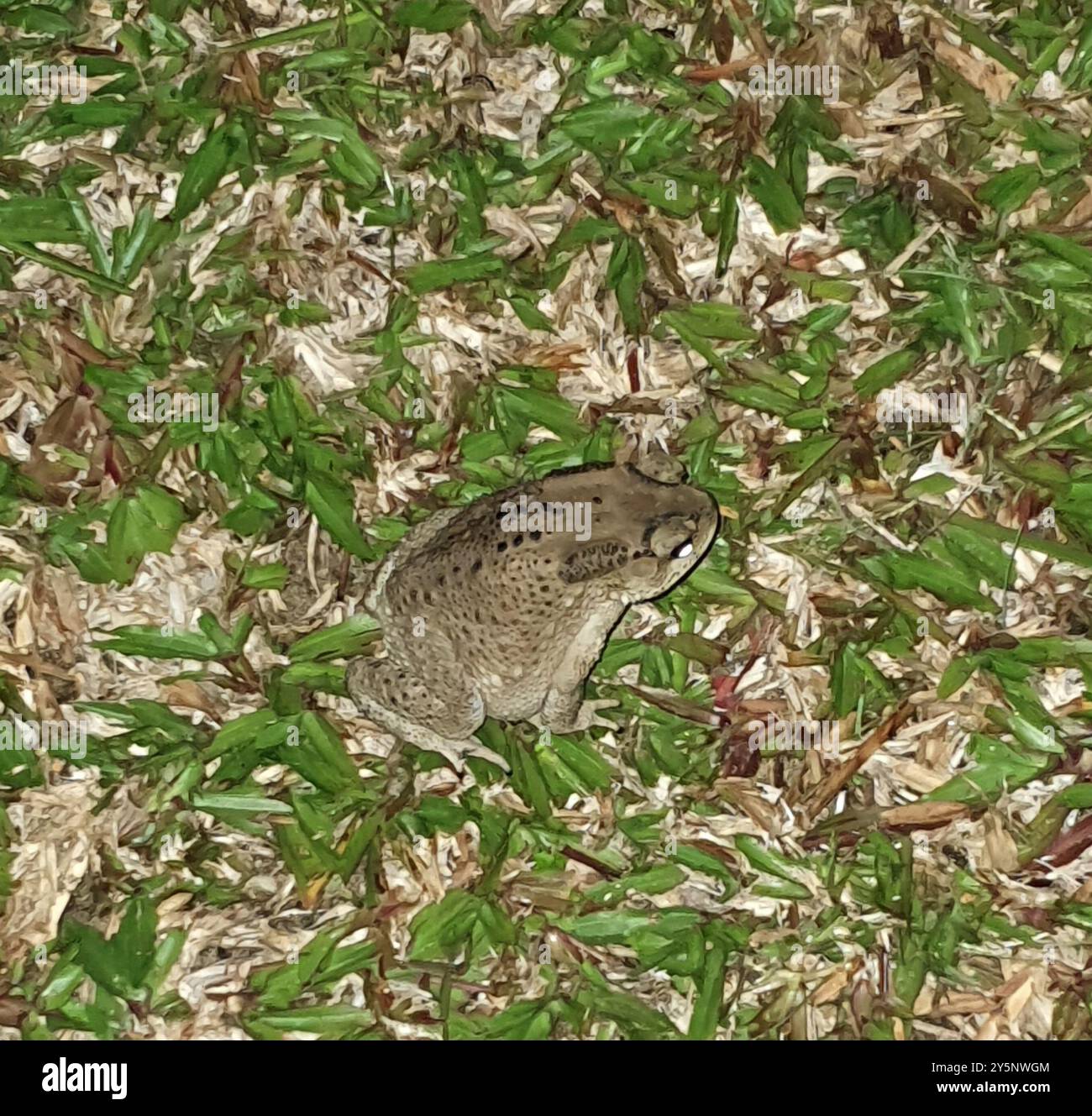 Asian Common Toad (Duttaphrynus melanostictus) Amphibia Stock Photo - Alamy