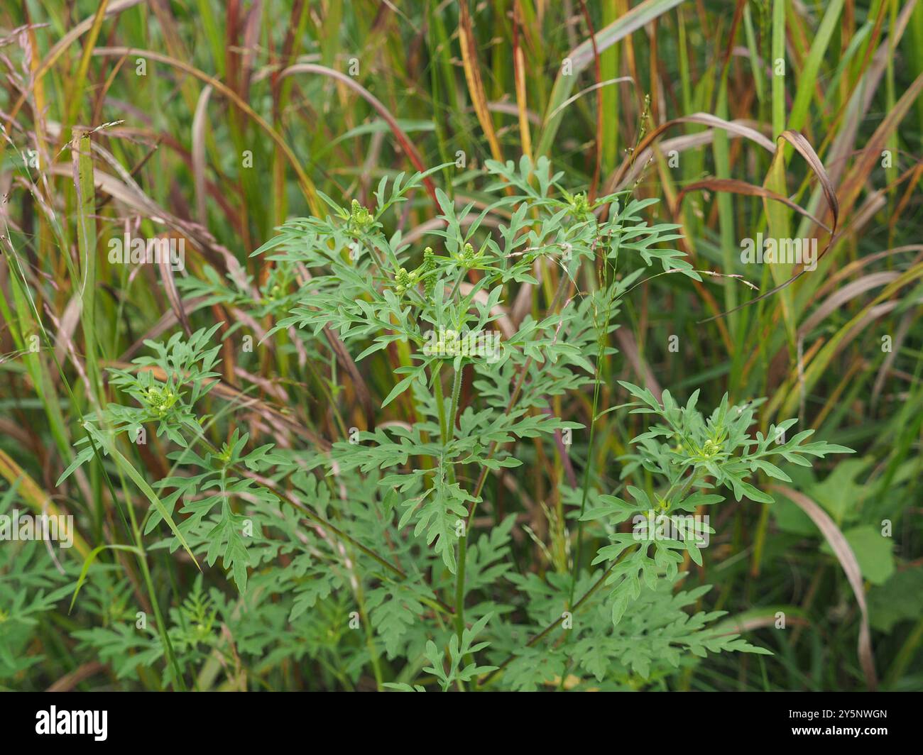 common ragweed (Ambrosia artemisiifolia) Plantae Stock Photo - Alamy