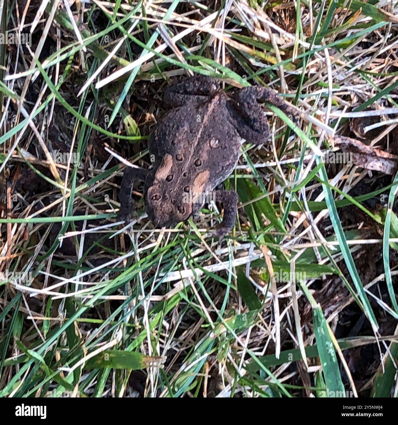American Toad (Anaxyrus americanus) Amphibia Stock Photo - Alamy