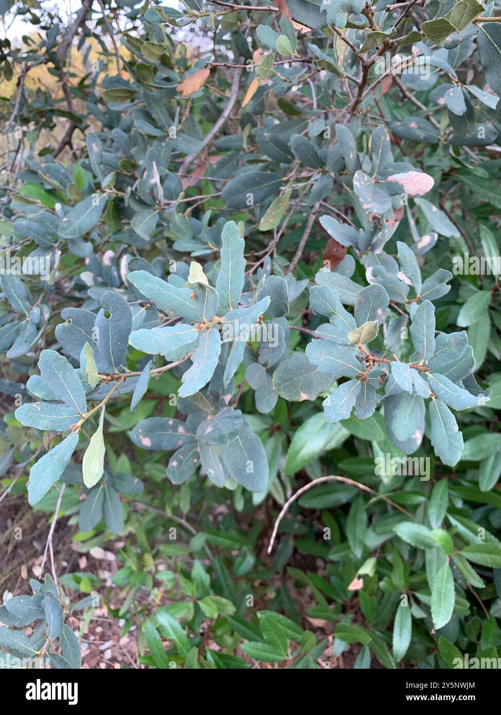 Engelmann oak (Quercus engelmannii) Plantae Stock Photo - Alamy