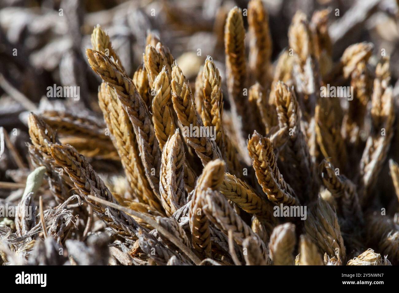 Dense Spikemoss (Selaginella densa densa) Plantae Stock Photo - Alamy