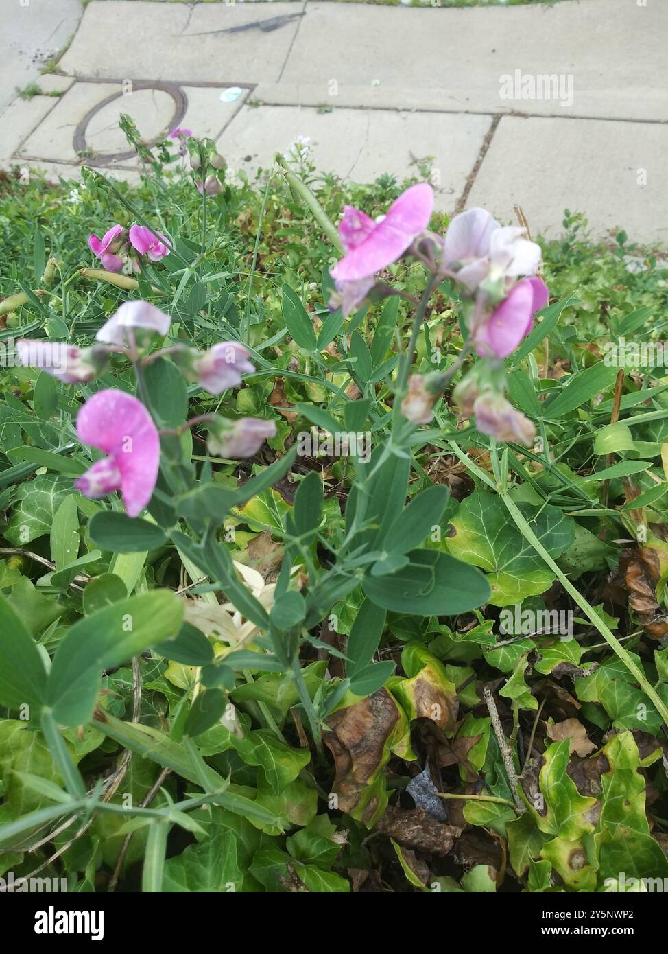 broad-leaved sweet pea (Lathyrus latifolius) Plantae Stock Photo - Alamy
