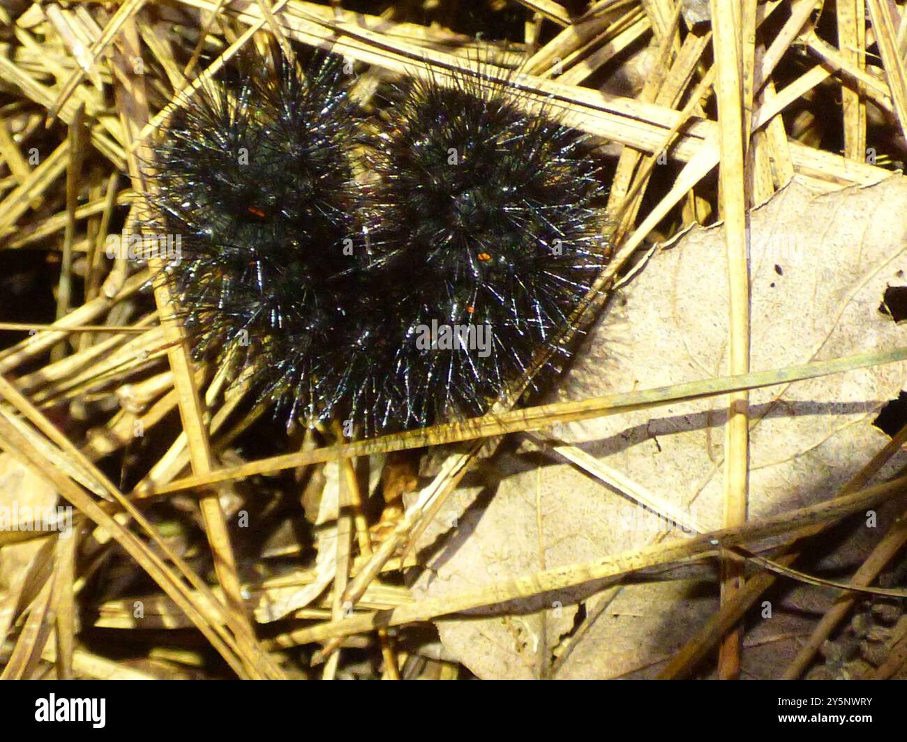 Giant Leopard Moth (Hypercompe scribonia) Insecta Stock Photo - Alamy