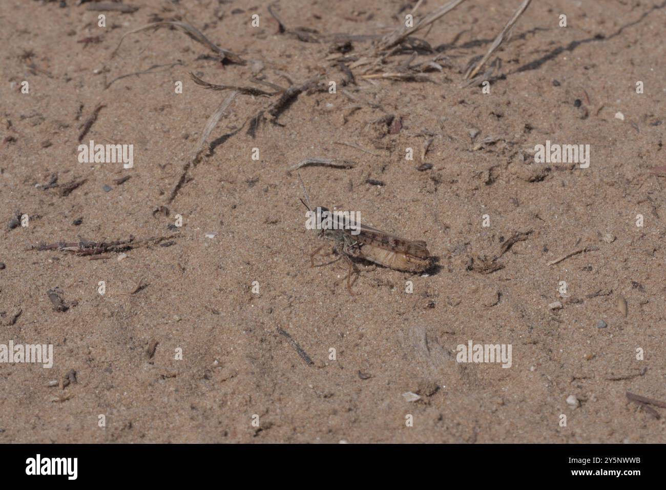 Italian locust (Calliptamus italicus) Insecta Stock Photo - Alamy