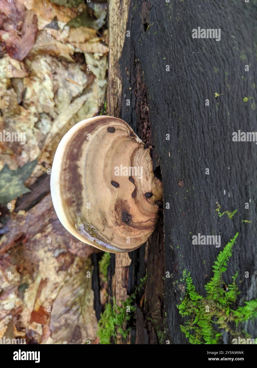 (Ganoderma megaloma) Fungi Stock Photo - Alamy