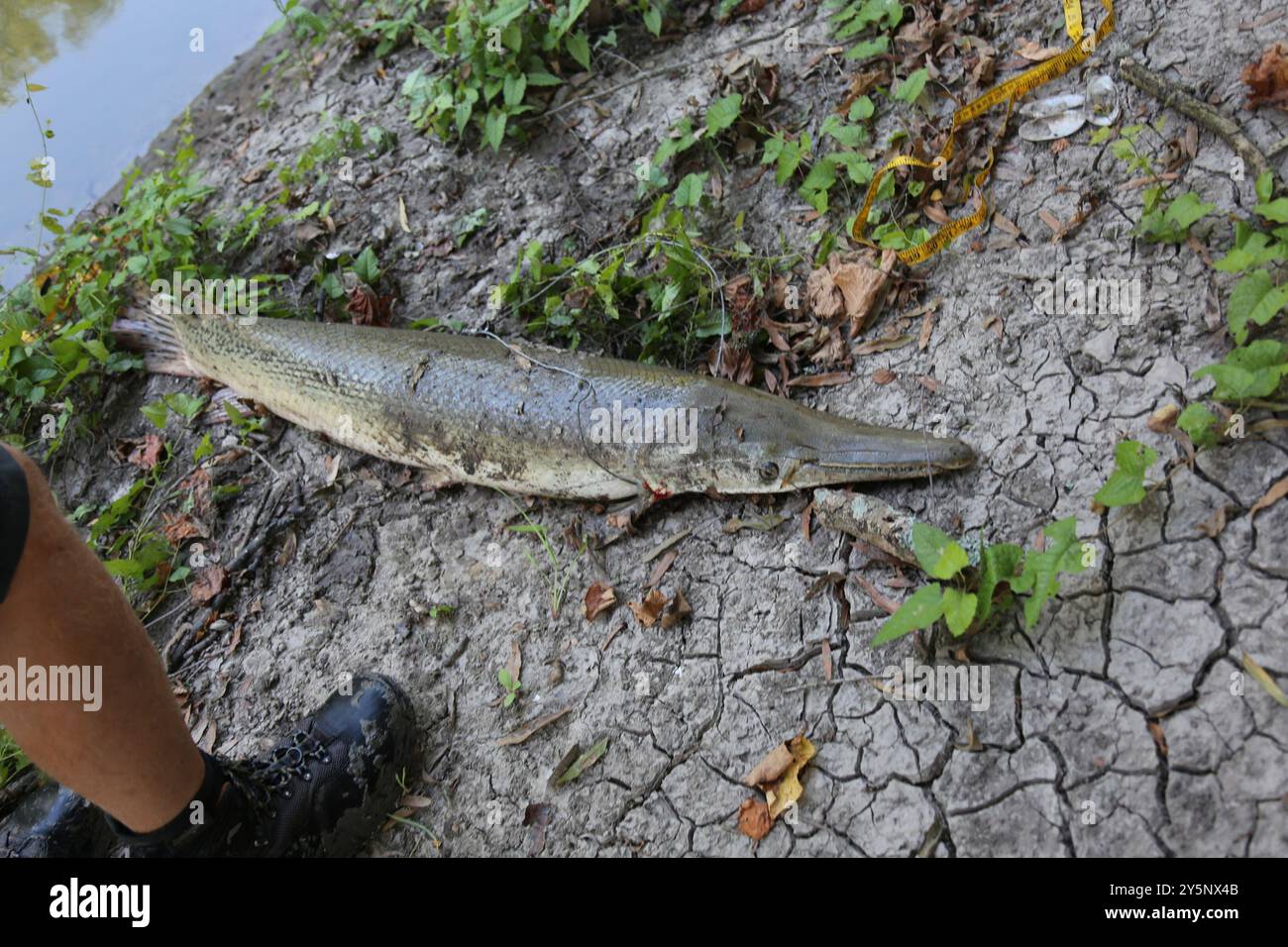 Alligator Gar (Atractosteus spatula) Actinopterygii Stock Photo - Alamy