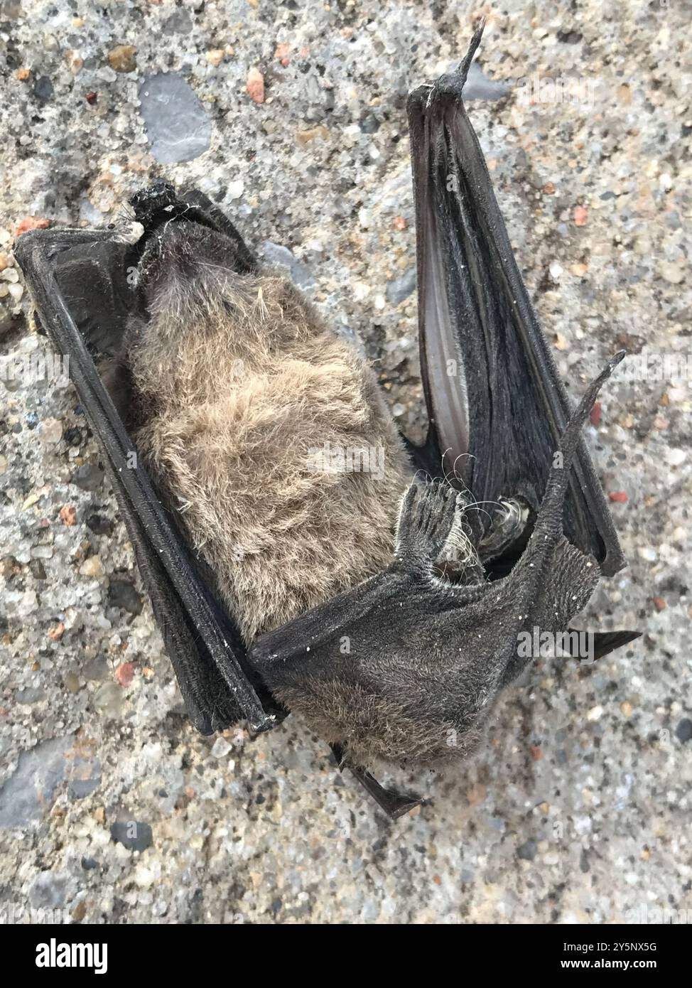 Mexican Free-tailed Bat (Tadarida brasiliensis) Mammalia Stock Photo ...