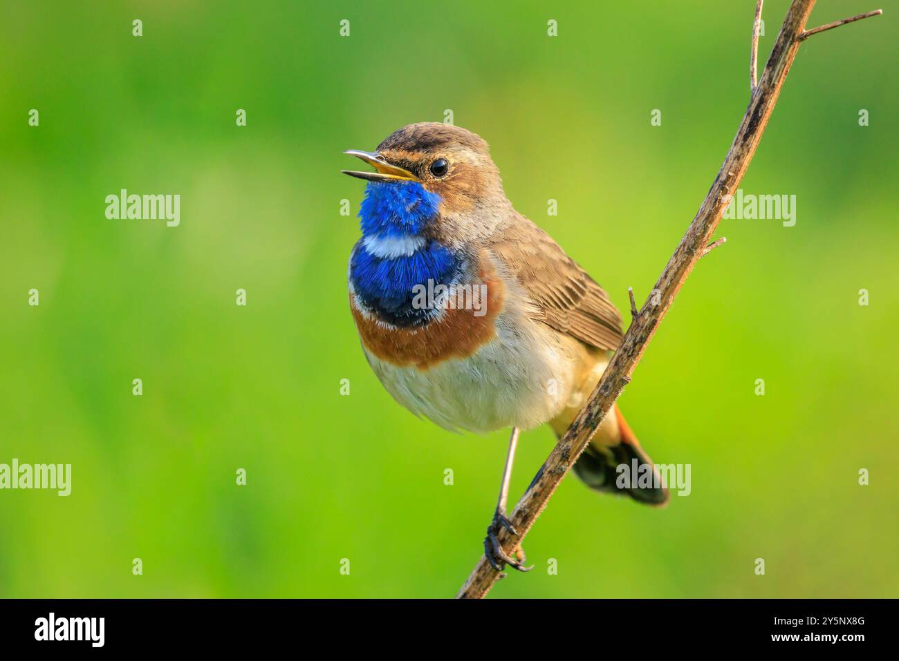 A blue-throat male bird Luscinia svecica cyanecula singing to attract a ...