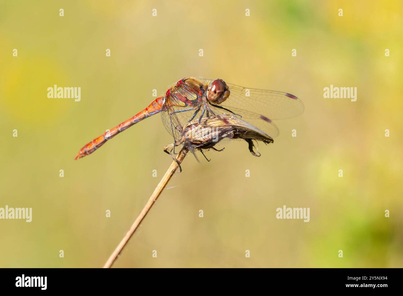 View of a common Darter, Sympetrum striolatum, male with his wings ...