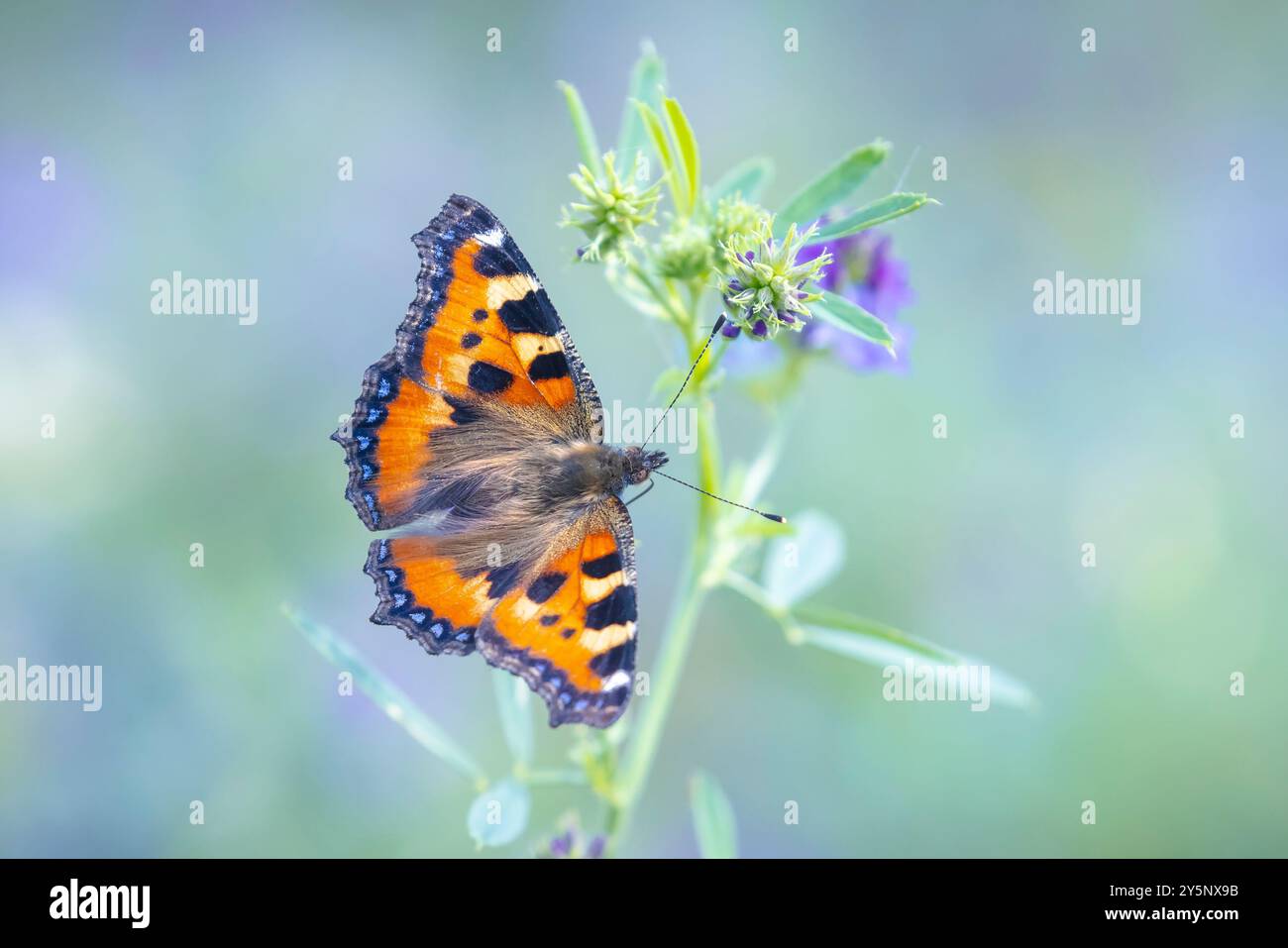 Close-up of the small tortoiseshell Aglais urticae butterfly side view ...