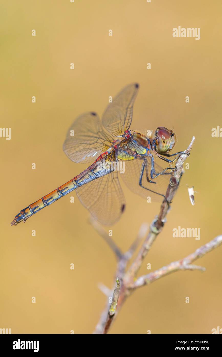 View of a common Darter, Sympetrum striolatum, male with his wings ...