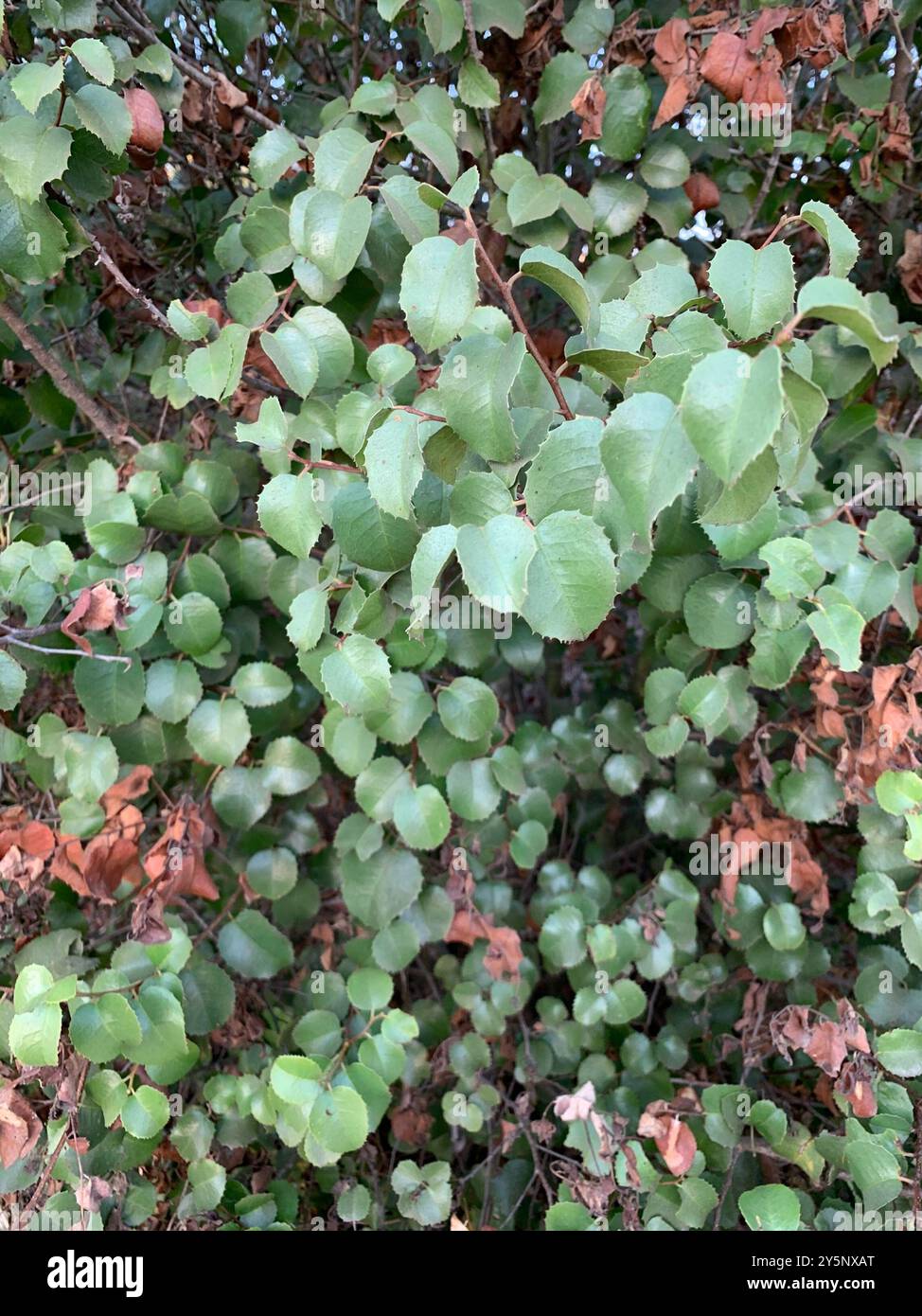holly-leaved cherry (Prunus ilicifolia ilicifolia) Plantae Stock Photo ...