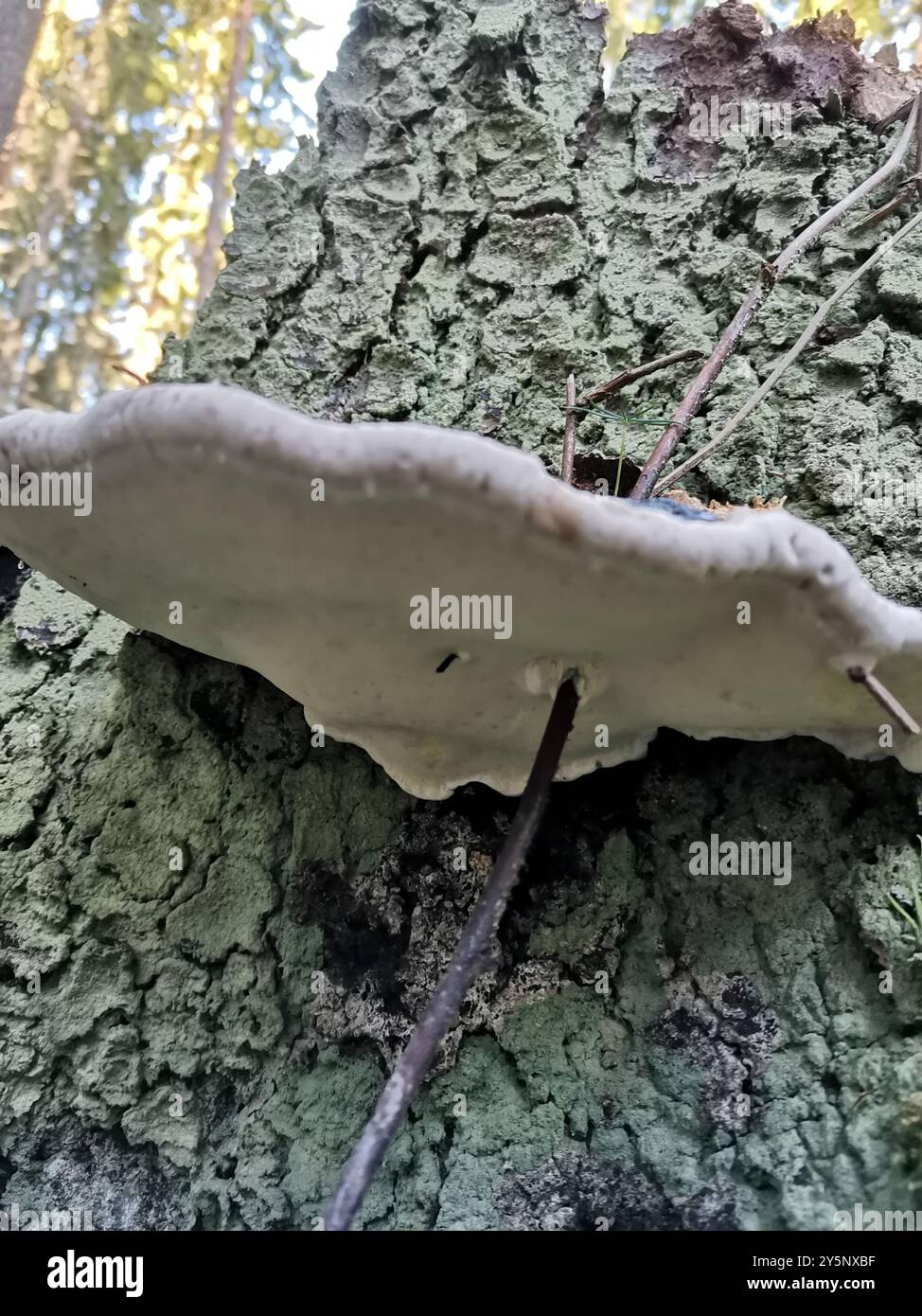 Red-banded Polypore (Fomitopsis pinicola) Fungi Stock Photo - Alamy