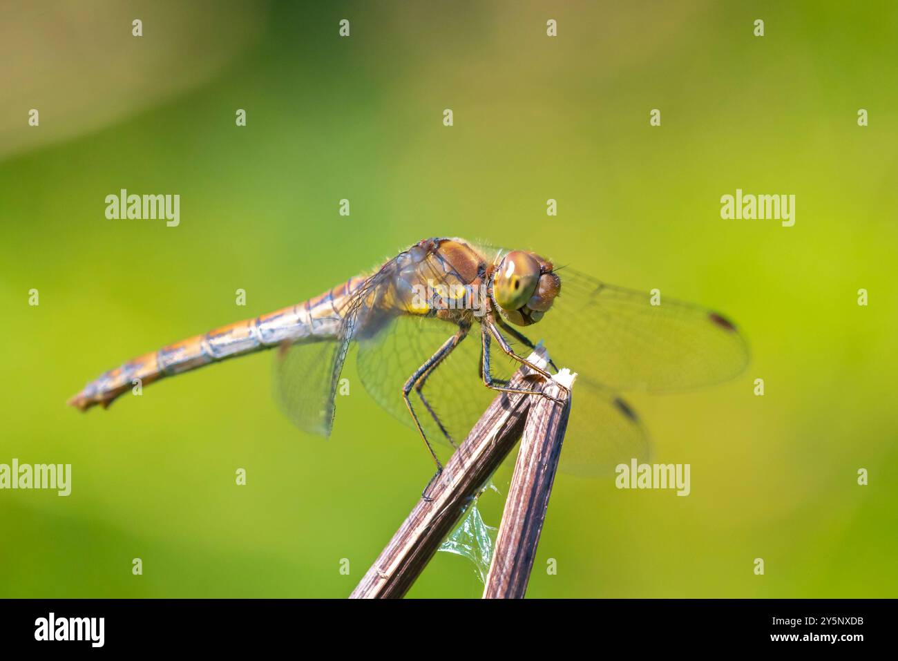 View of a common Darter, Sympetrum striolatum, male with his wings ...