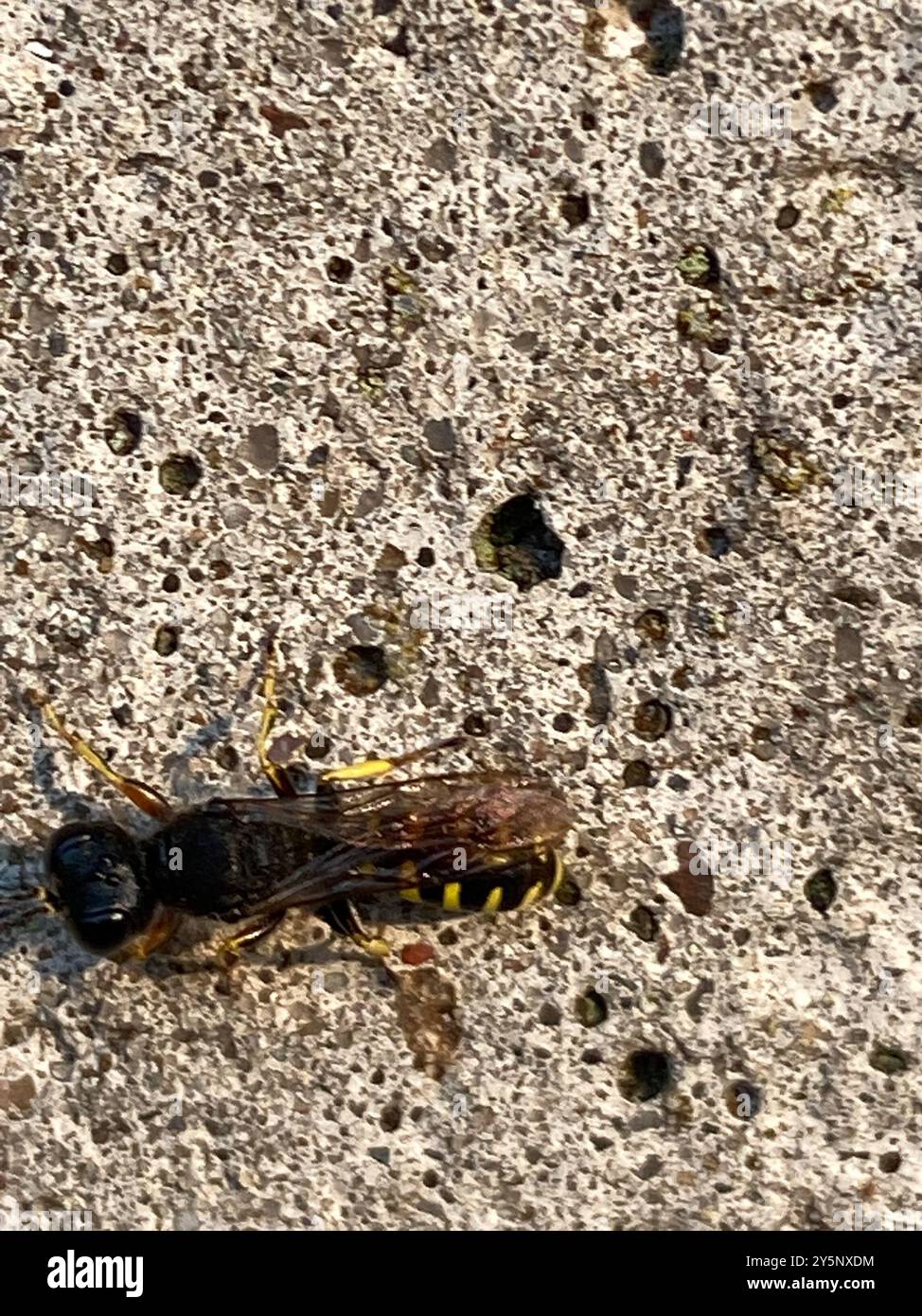Square-headed Wasps, Sand Wasps, and Allies (Crabronidae) Insecta Stock ...