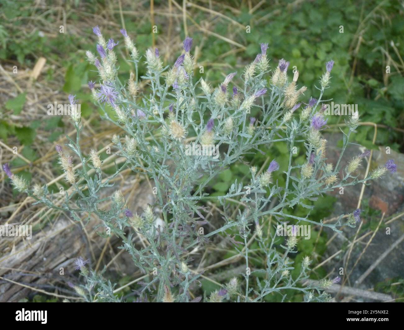 diffuse knapweed (Centaurea diffusa) Plantae Stock Photo - Alamy