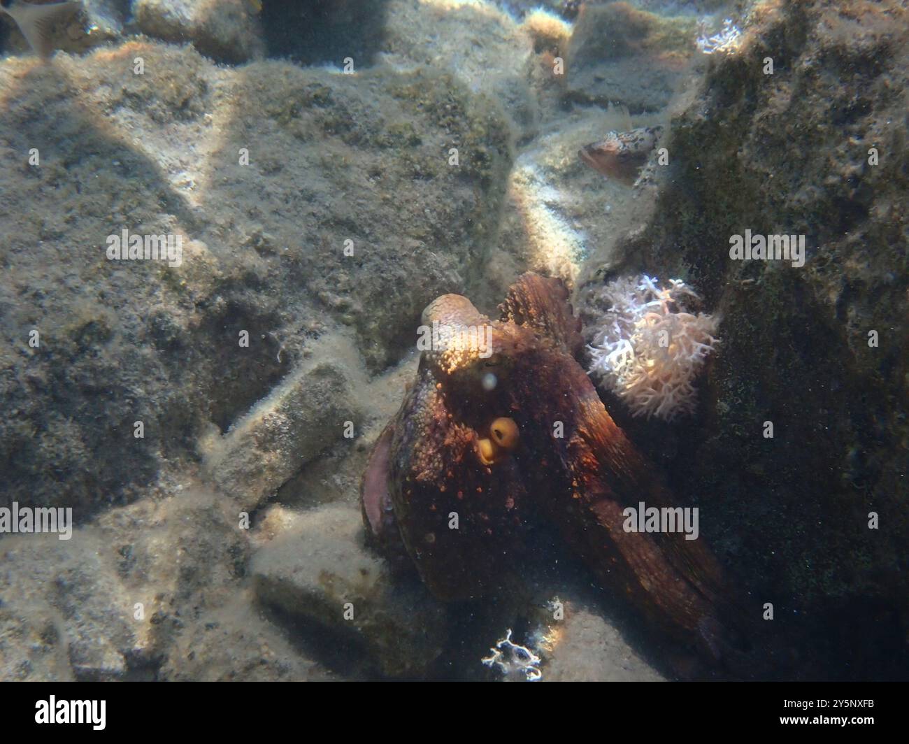 Common Octopus (Octopus vulgaris) Mollusca Stock Photo - Alamy