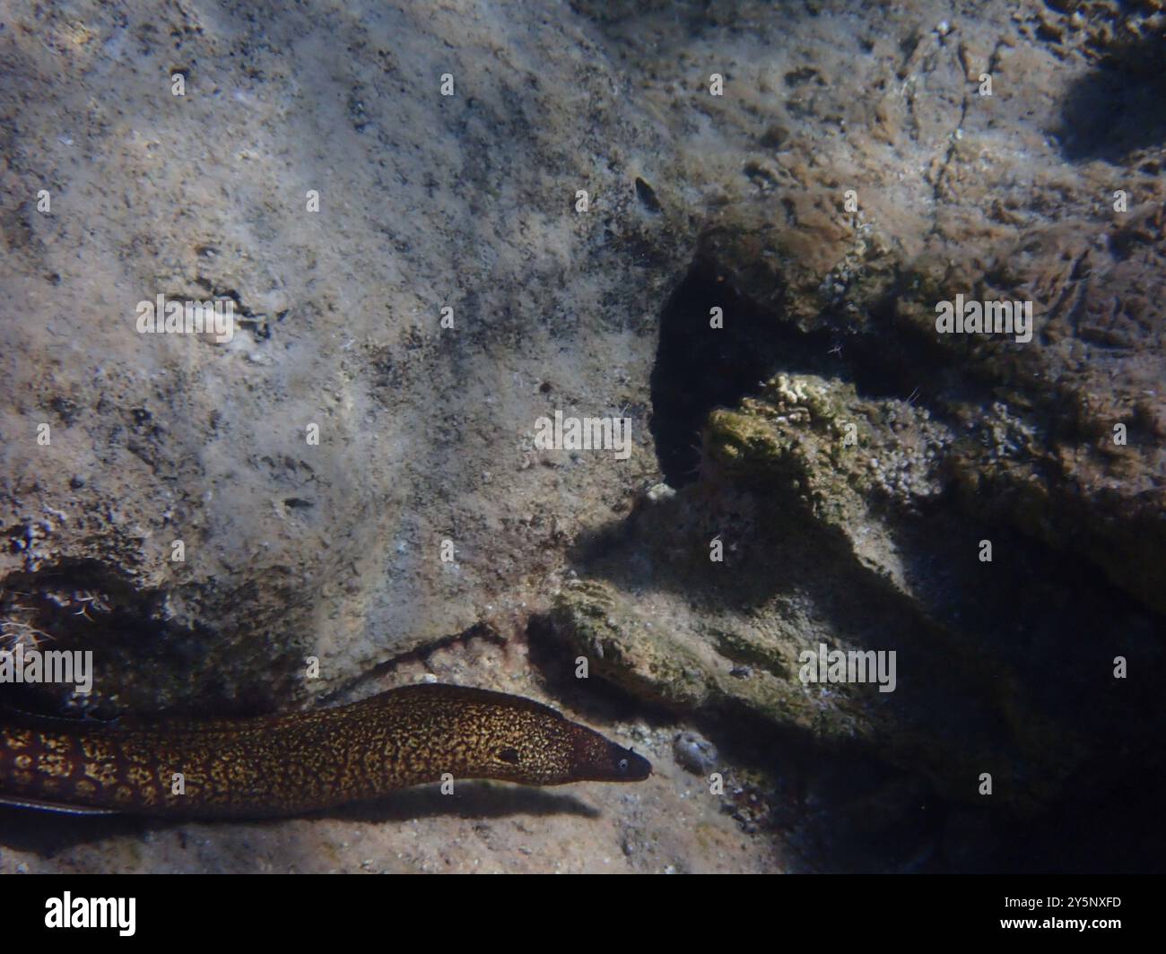 Mediterranean Moray (Muraena helena) Actinopterygii Stock Photo - Alamy