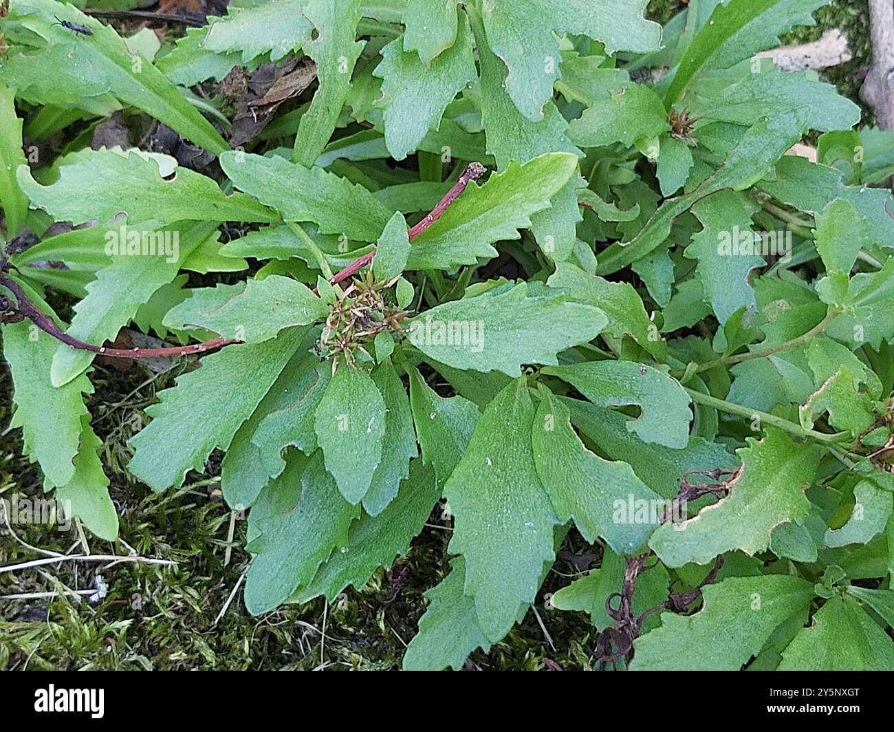 Aizoon Stonecrop (Phedimus aizoon) Plantae Stock Photo - Alamy