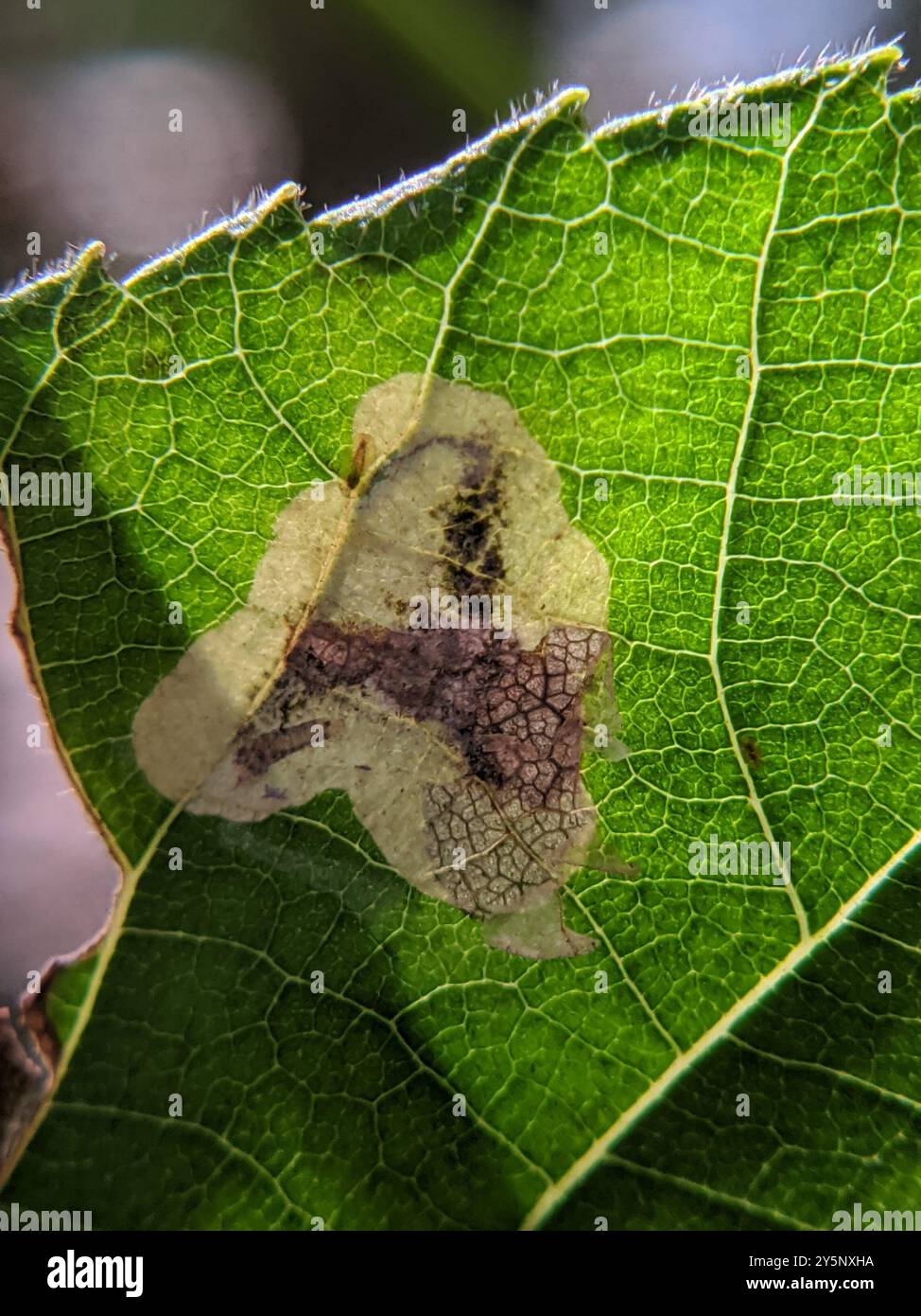Pecan Leafminer Moth (Cameraria caryaefoliella) Insecta Stock Photo - Alamy