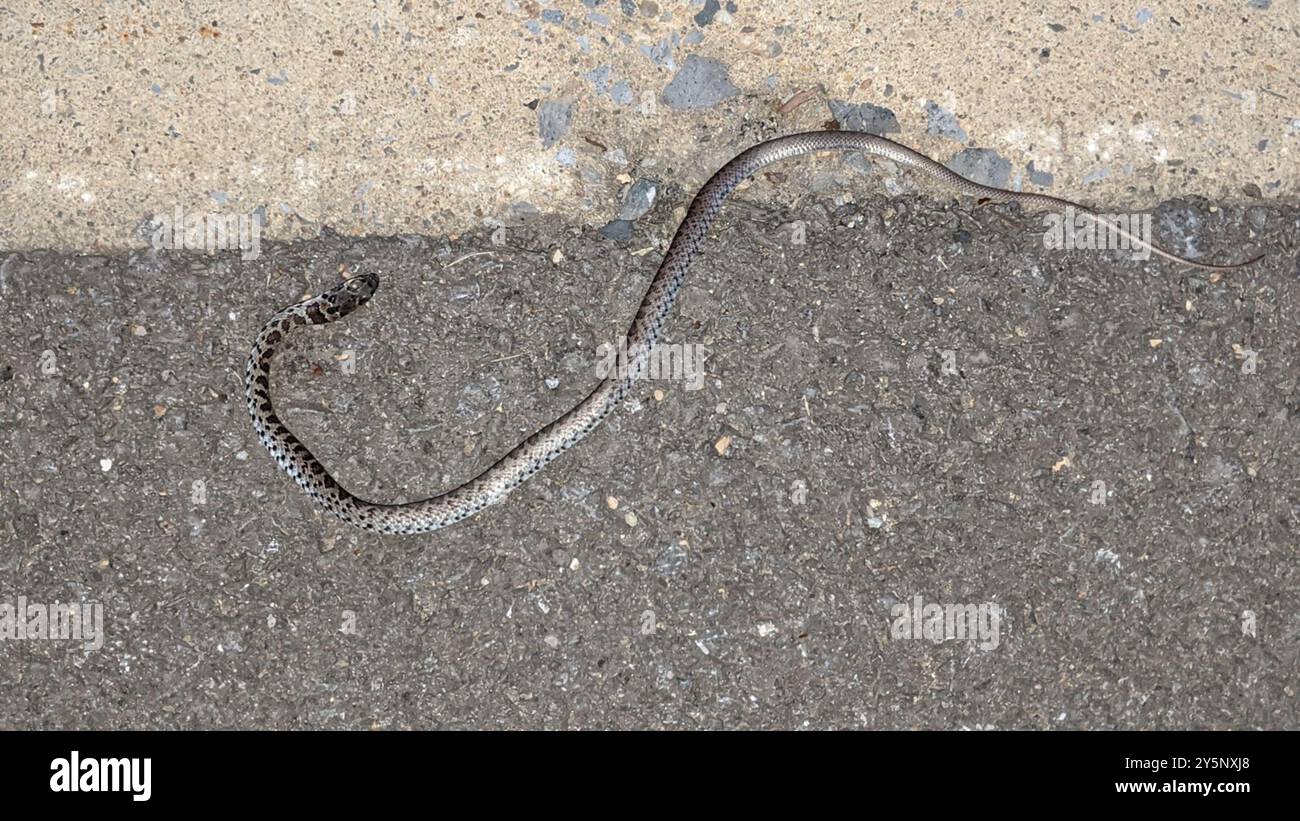 Northern Black Racer (Coluber constrictor constrictor) Reptilia Stock ...