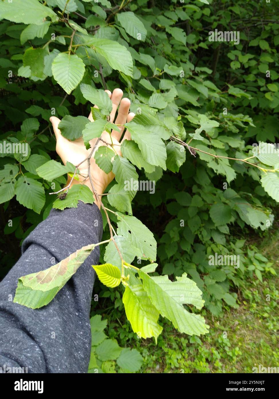swamp alder (Alnus incana rugosa) Plantae Stock Photo - Alamy